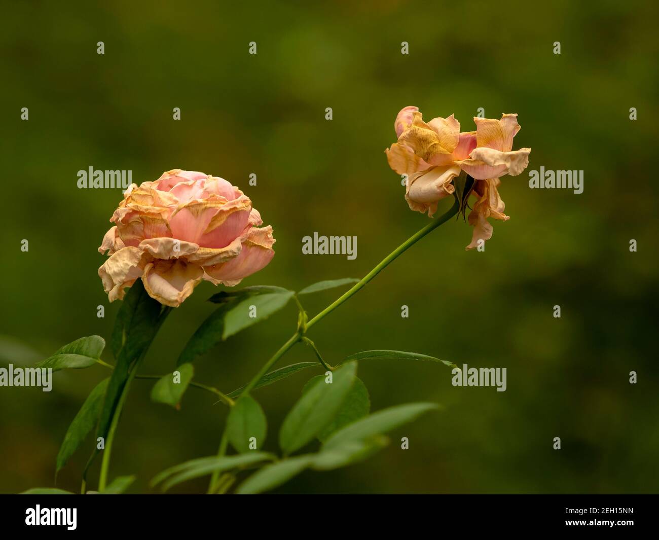 spring and summer garden Stock Photo - Alamy
