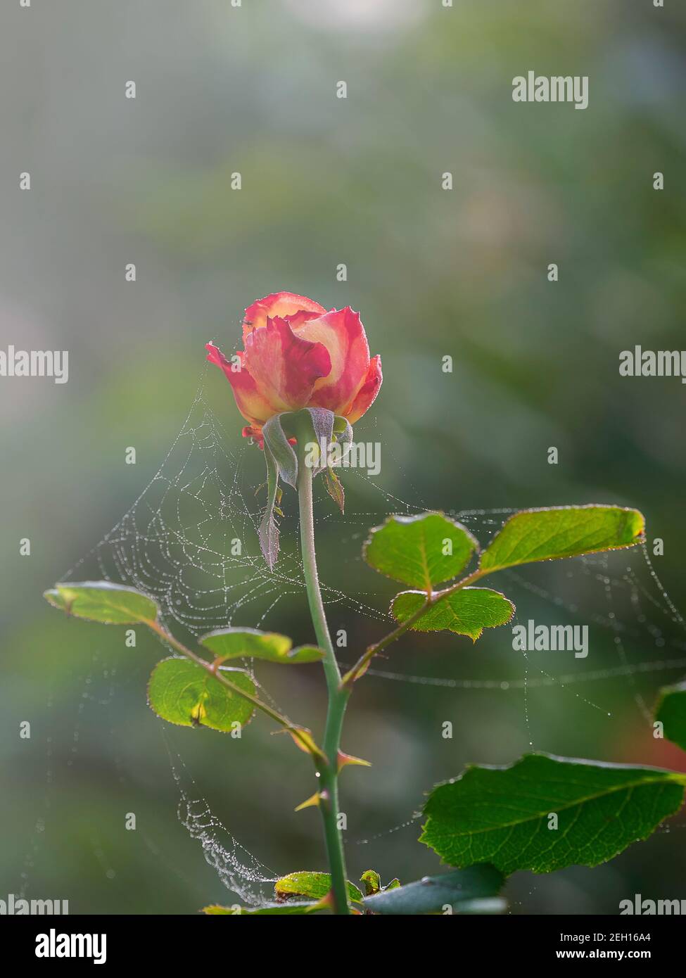 spring and summer garden Stock Photo - Alamy