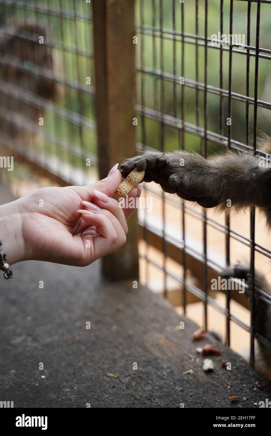 Peanut net hi-res stock photography and images - Alamy