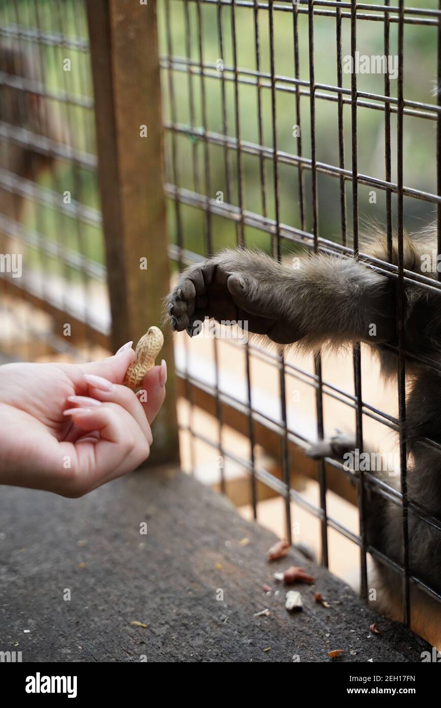Monkey taking a peanut from a female hand behind the net Stock Photo ...