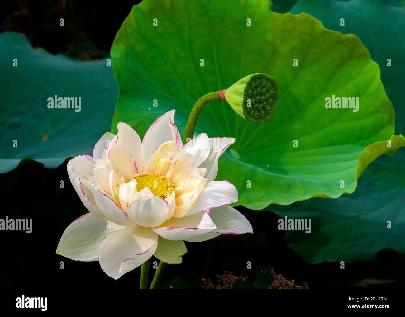 spring and summer garden Stock Photo - Alamy
