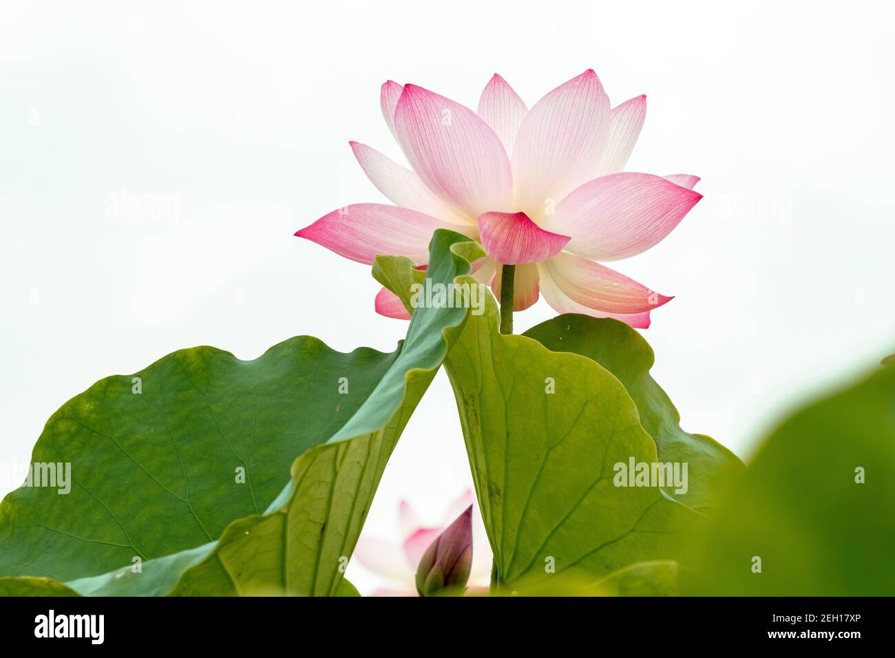 spring and summer garden Stock Photo - Alamy