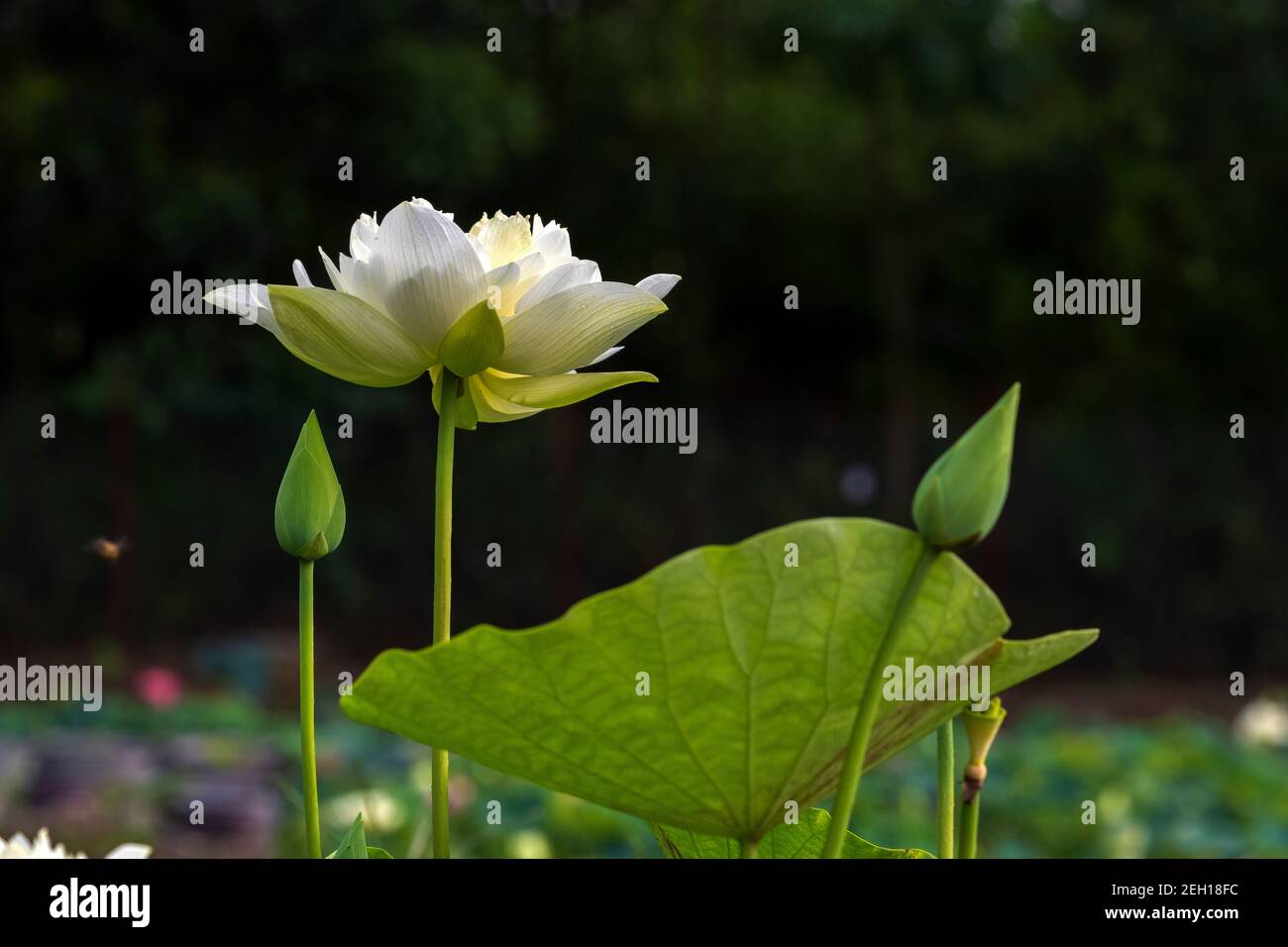 spring and summer garden Stock Photo - Alamy