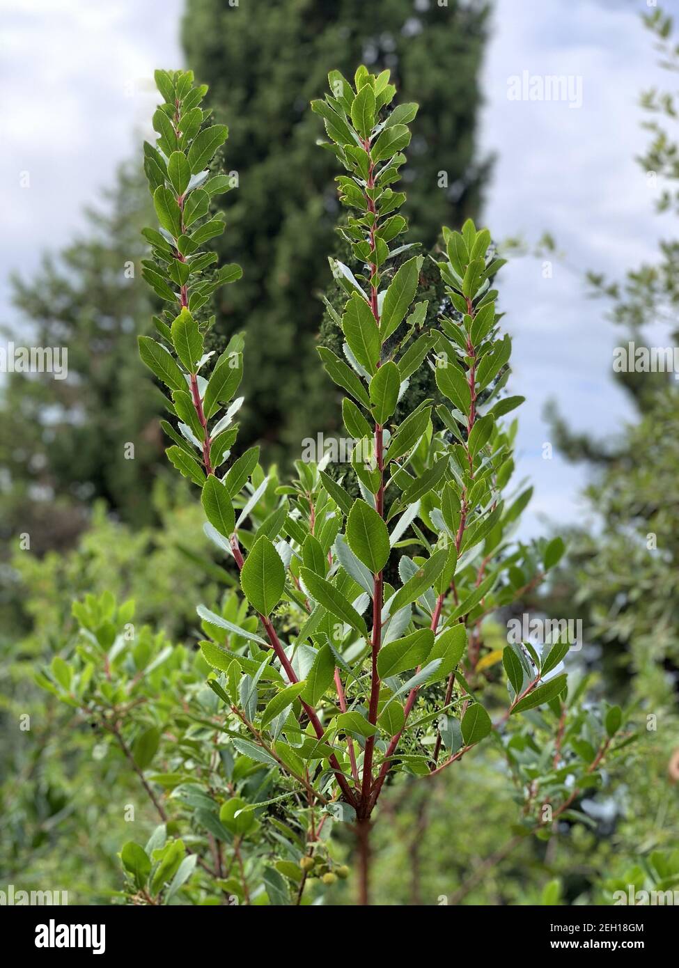 Vertical shot of the leaves and small branches of a plant captured ...