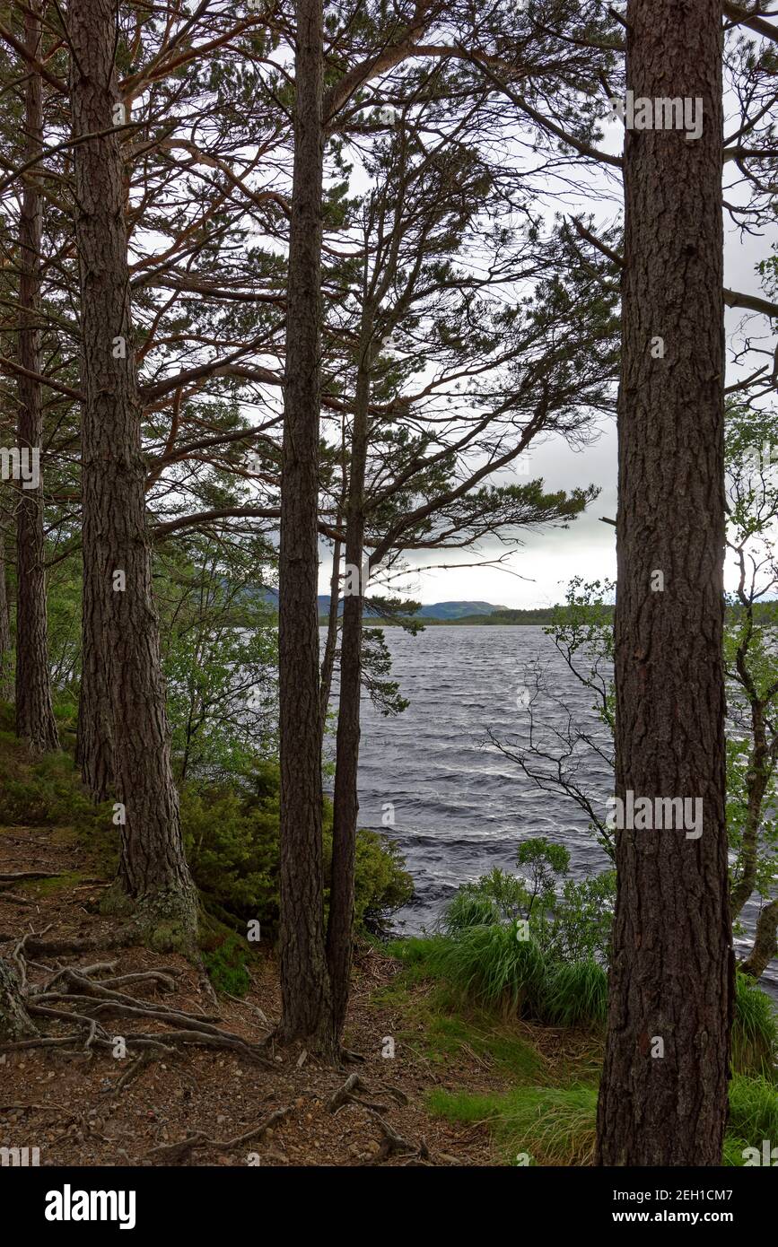Looking through the Pine Trees at the edge of Loch Morlich with the ...