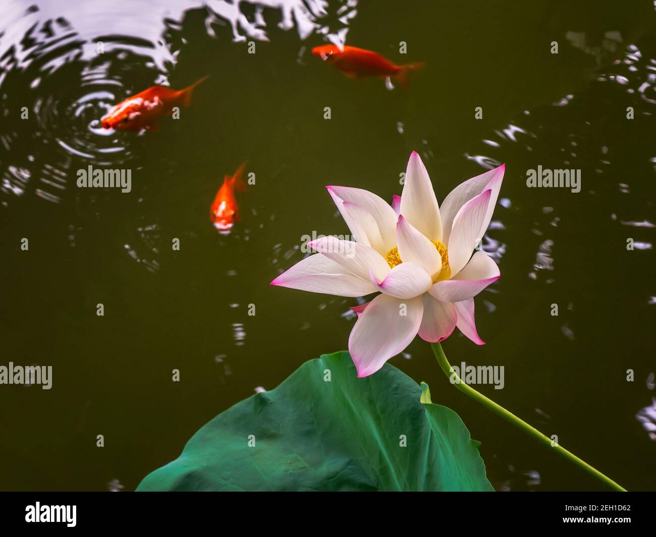 spring and summer garden Stock Photo - Alamy