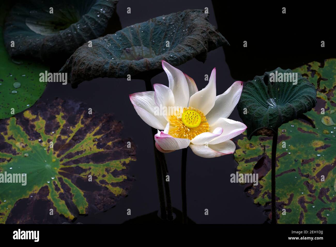 spring and summer garden Stock Photo - Alamy