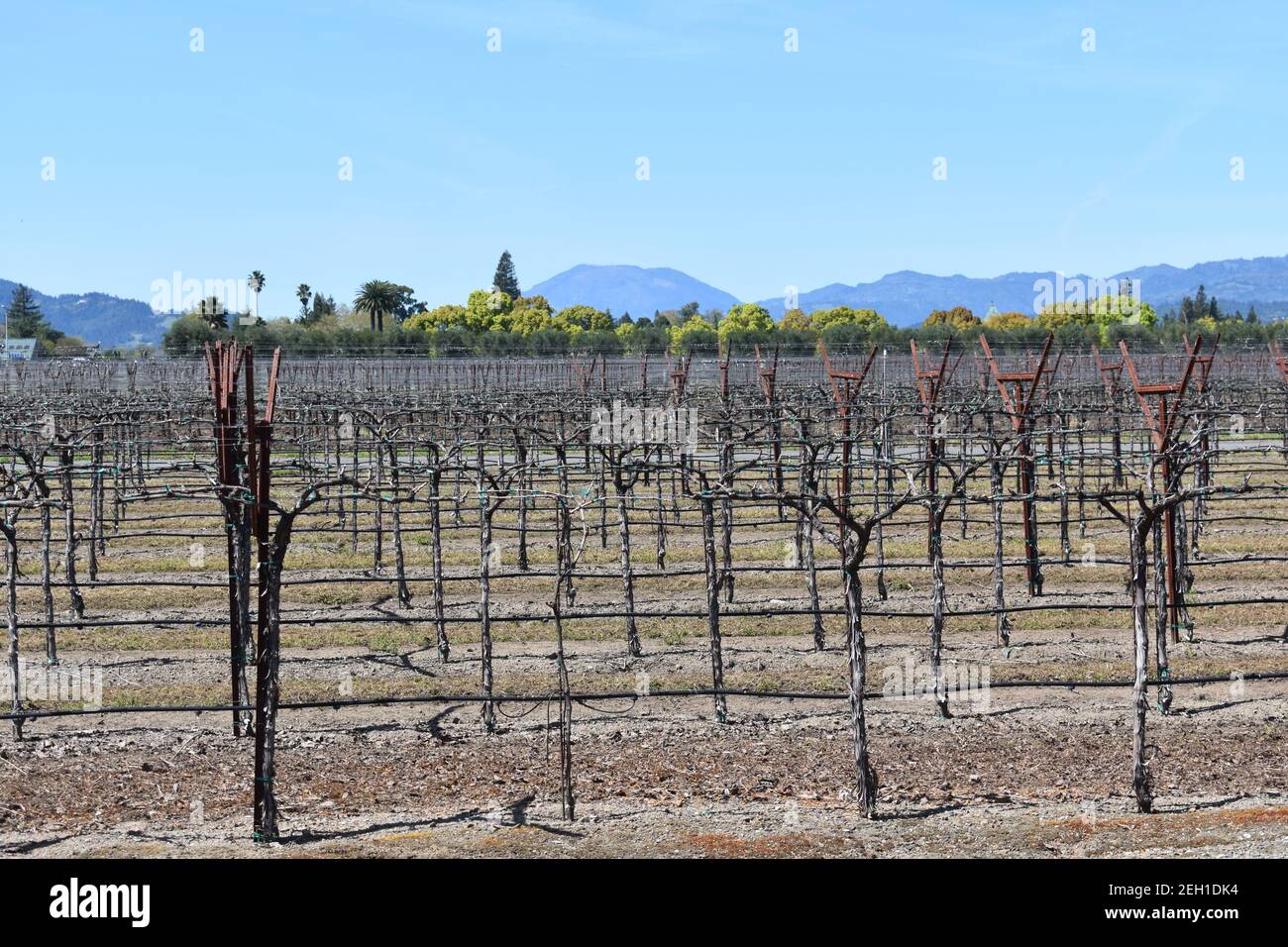 Dormant grapevines hi-res stock photography and images - Alamy