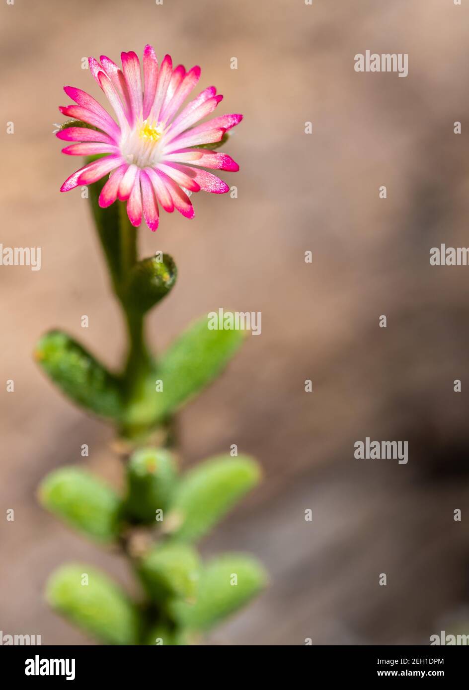Purple lampranthus Pink color flower of Ice plant in the nature Stock ...