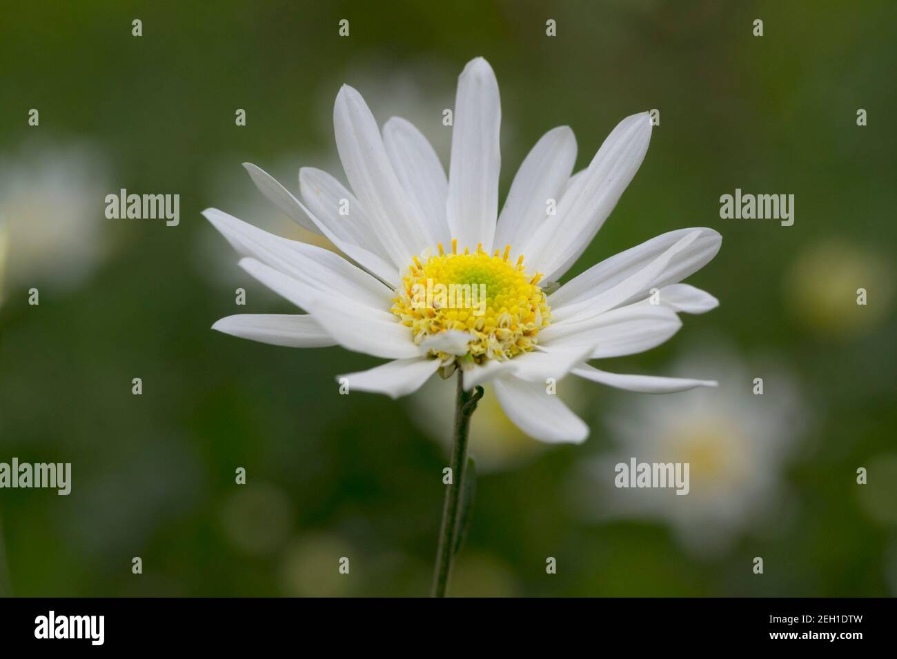 spring and summer garden Stock Photo - Alamy