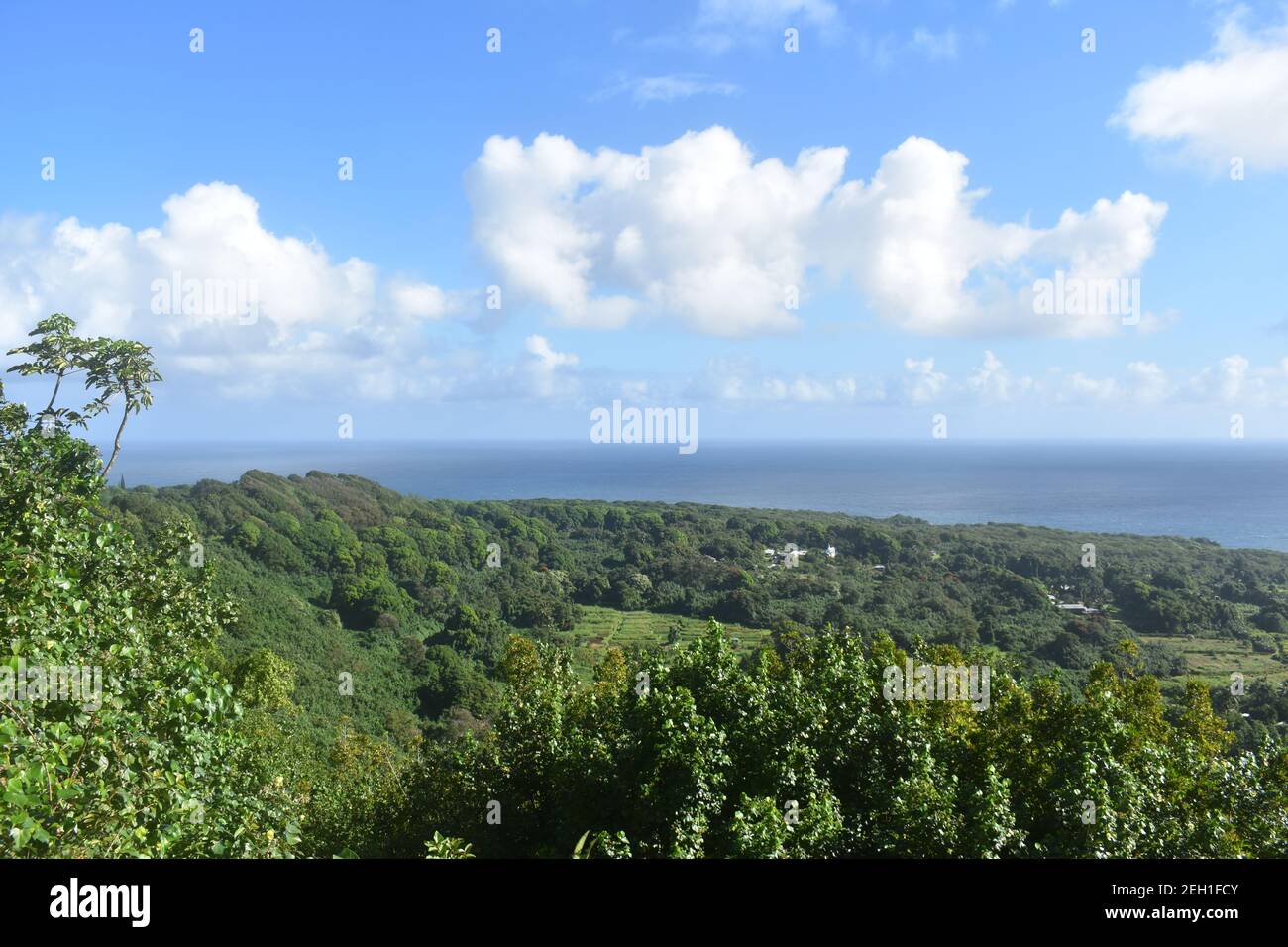 Tropical forest near Pacific Ocean against the sky with puffy white ...