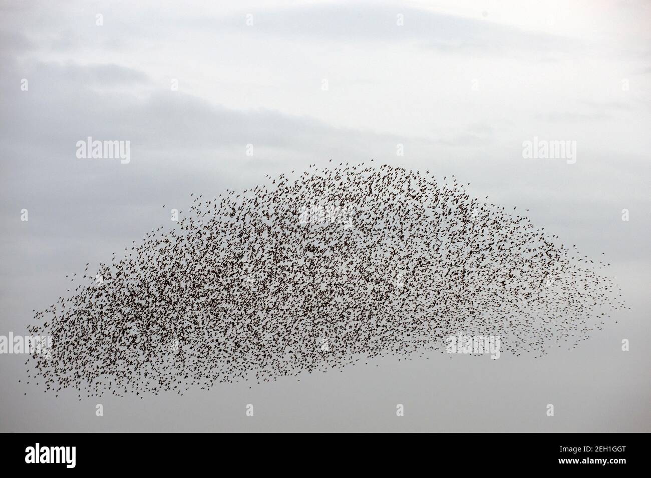 Starling murmuration uk london hi-res stock photography and images - Alamy