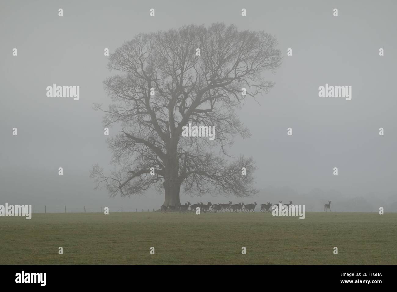 Herd of deer in morning mist under old oak tree Stock Photo - Alamy