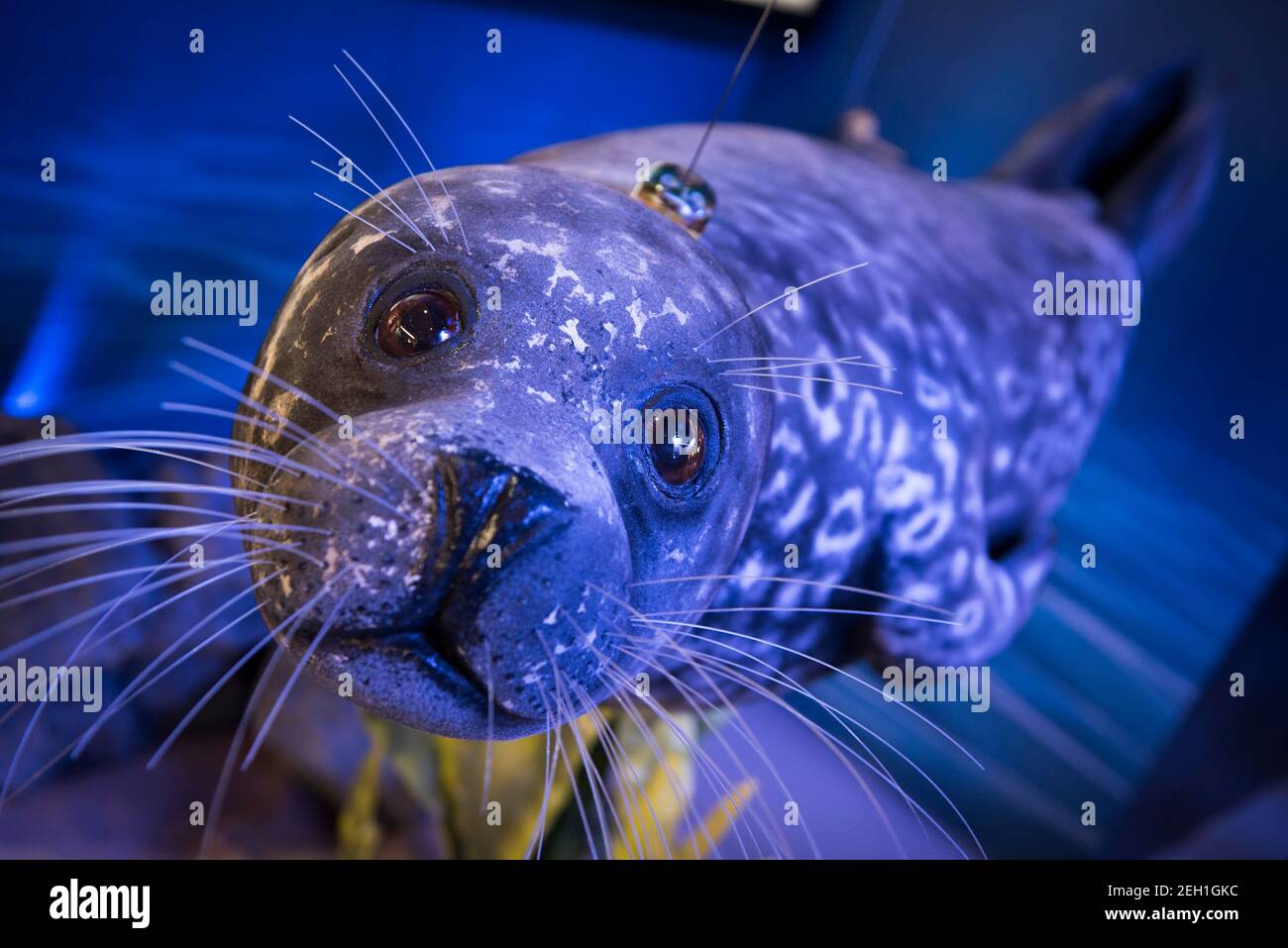 Seal with tracking device hi-res stock photography and images - Alamy