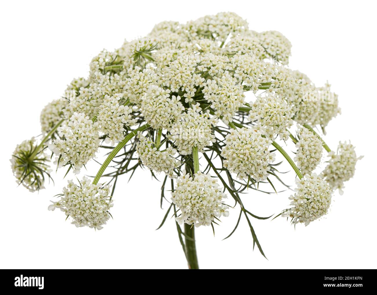 Inflorescence of carrots, white carrot flowers, isolated on white ...