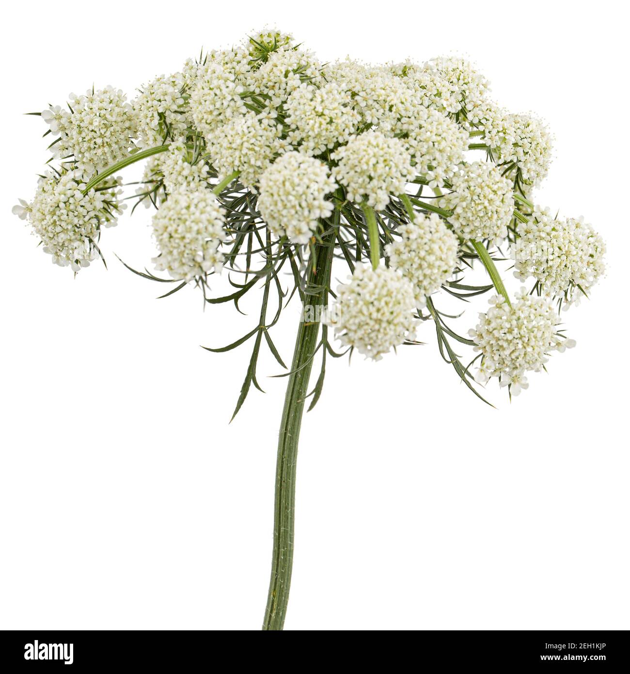 Inflorescence of carrots, white carrot flowers, isolated on white ...