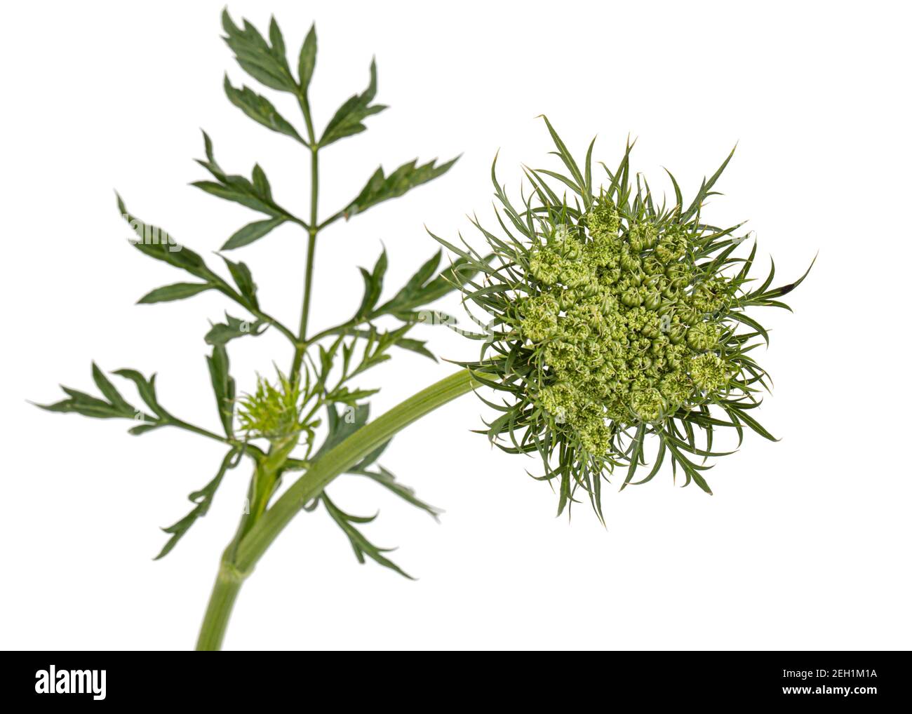 Unblown inflorescence of carrots, isolated on white background Stock ...