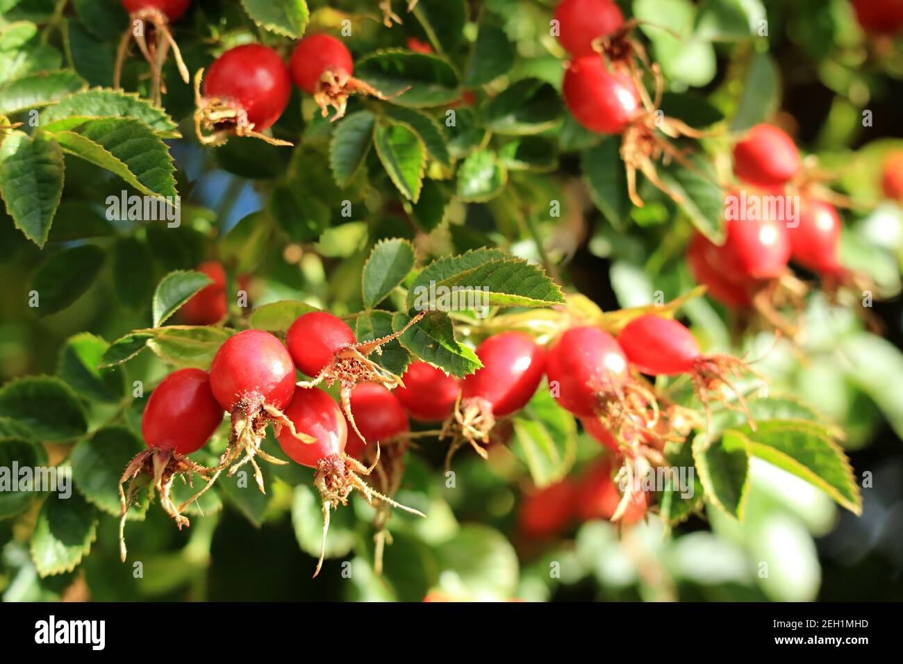 Bunches of Vibrant Red Rose Hip Fruits Ripening on the Trees Stock ...
