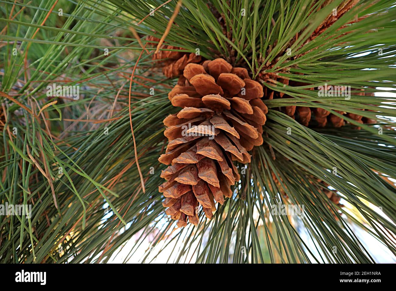 Solo conifer hi-res stock photography and images - Alamy