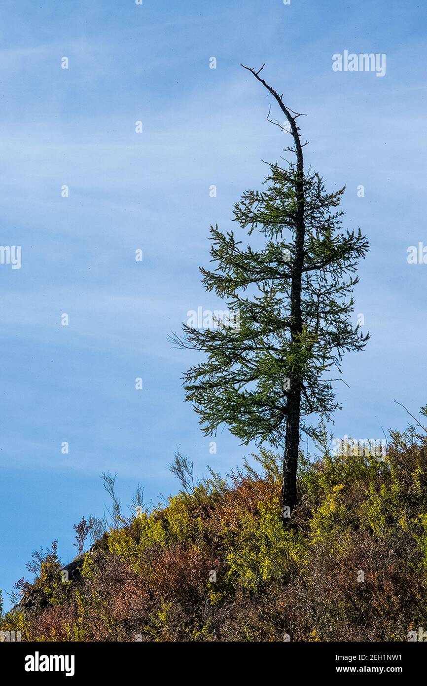 Altai big trees hi-res stock photography and images - Alamy