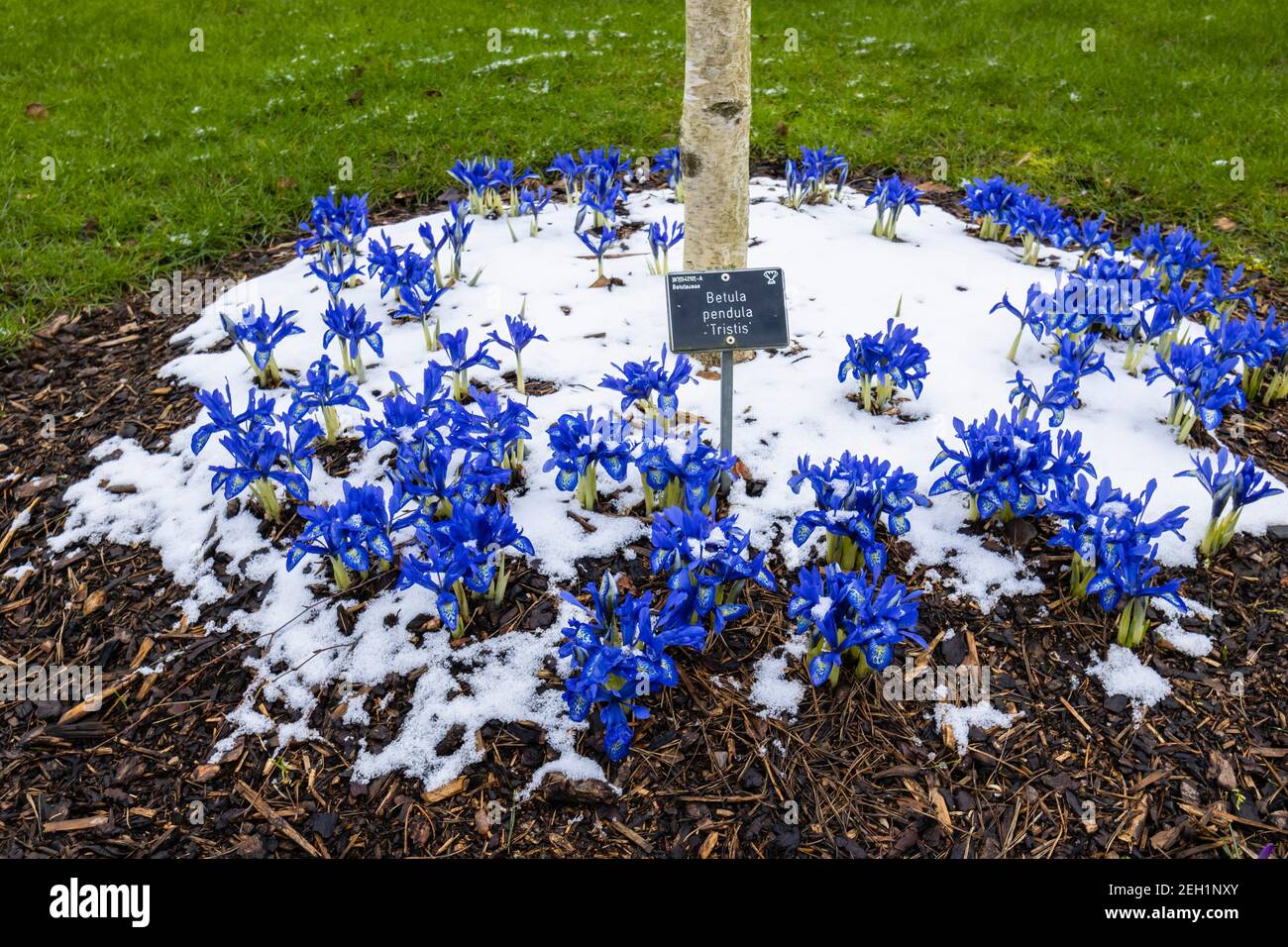 Blue Iris reticulata 'Harmony' growing in snow in RHS Garden, Wisley ...