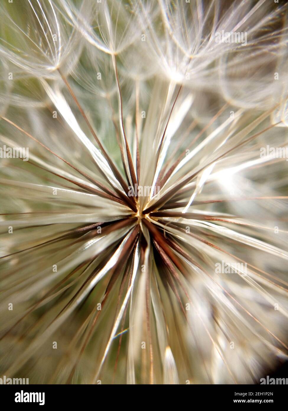 Dandelion sprout hi-res stock photography and images - Alamy