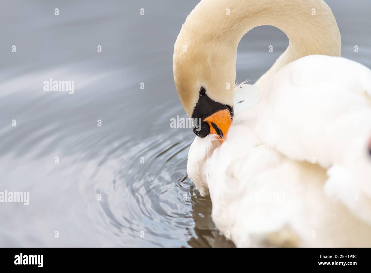 Mute swan illustration hi-res stock photography and images - Alamy
