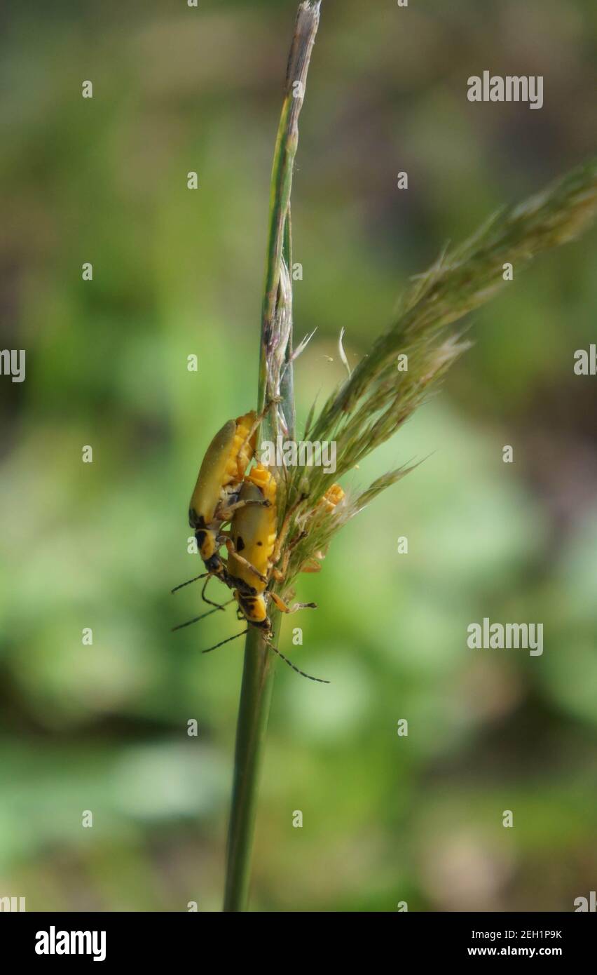 Grass leaf beetles hi-res stock photography and images - Alamy