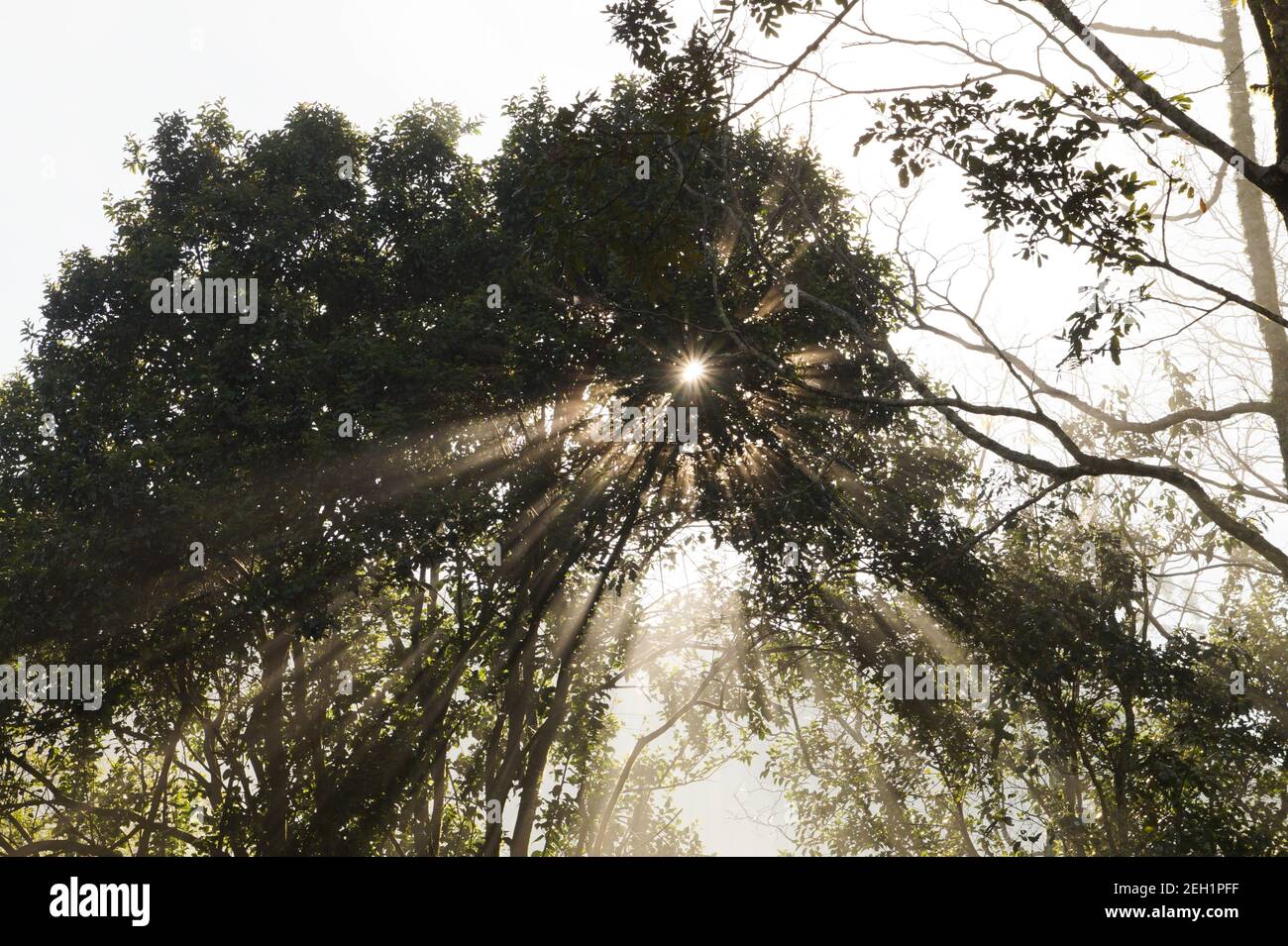Sunshine behind a tree Stock Photo - Alamy