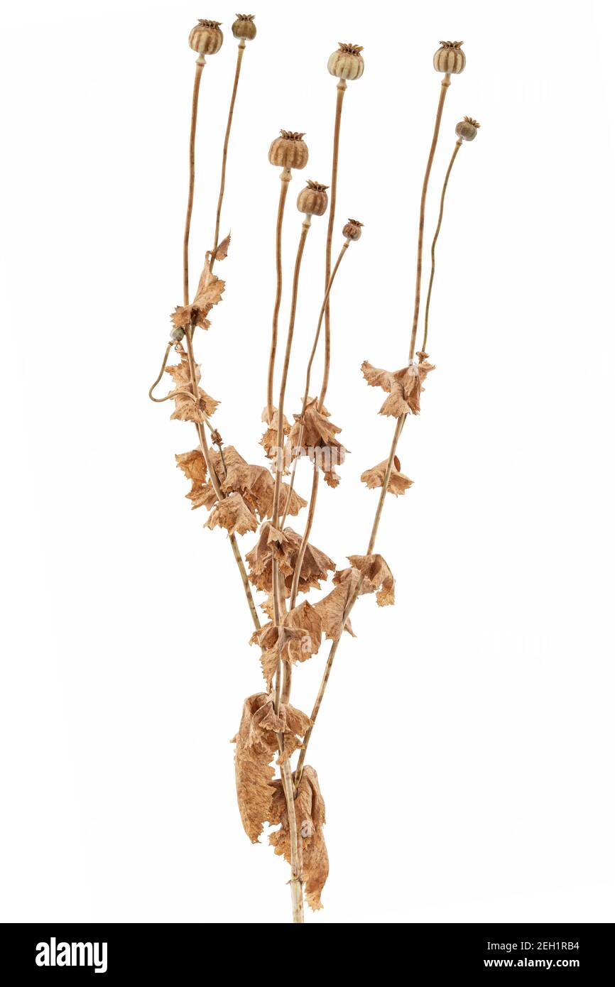 Dried poppy boxes and stems, isolated on white background Stock Photo ...