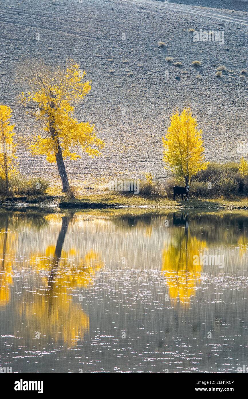 Golden autumn in the forests of the Altai. Yellow trees in autumn near ...