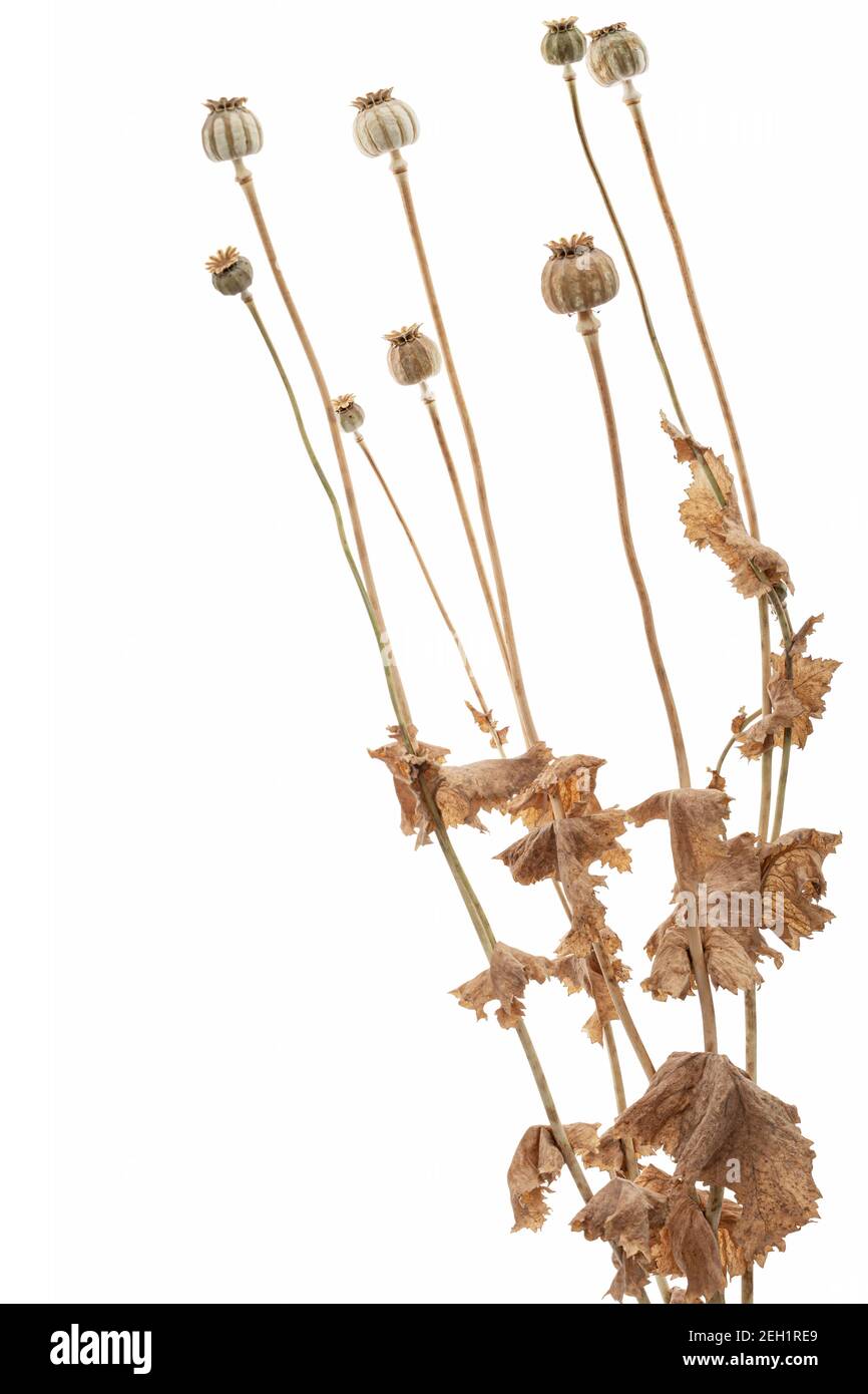 Dried poppy boxes and stems, isolated on white background Stock Photo ...