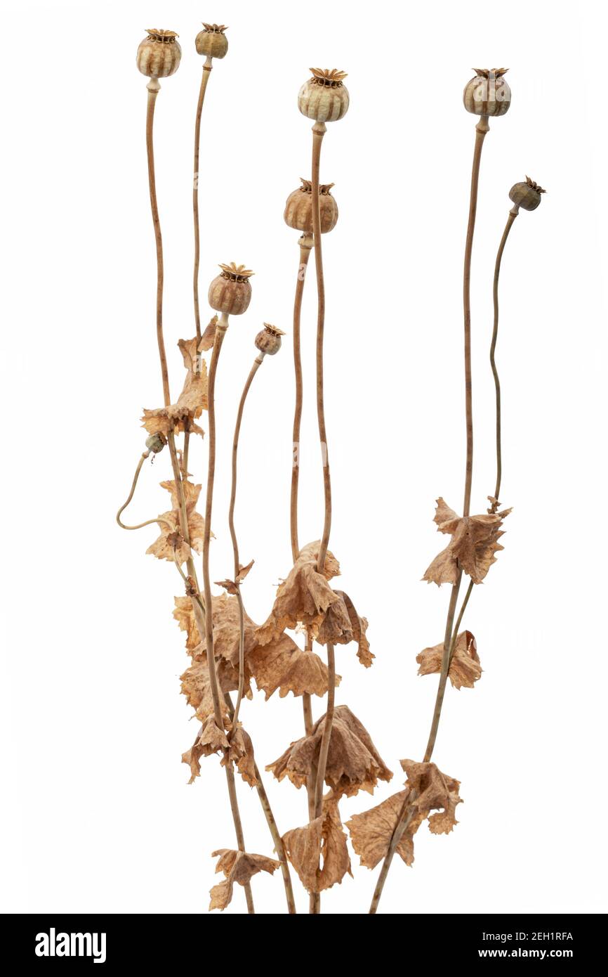 Dried poppy boxes and stems, isolated on white background Stock Photo ...
