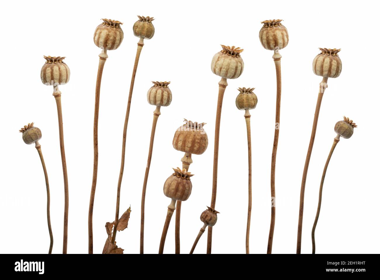 Dried poppy boxes and stems, isolated on white background Stock Photo ...