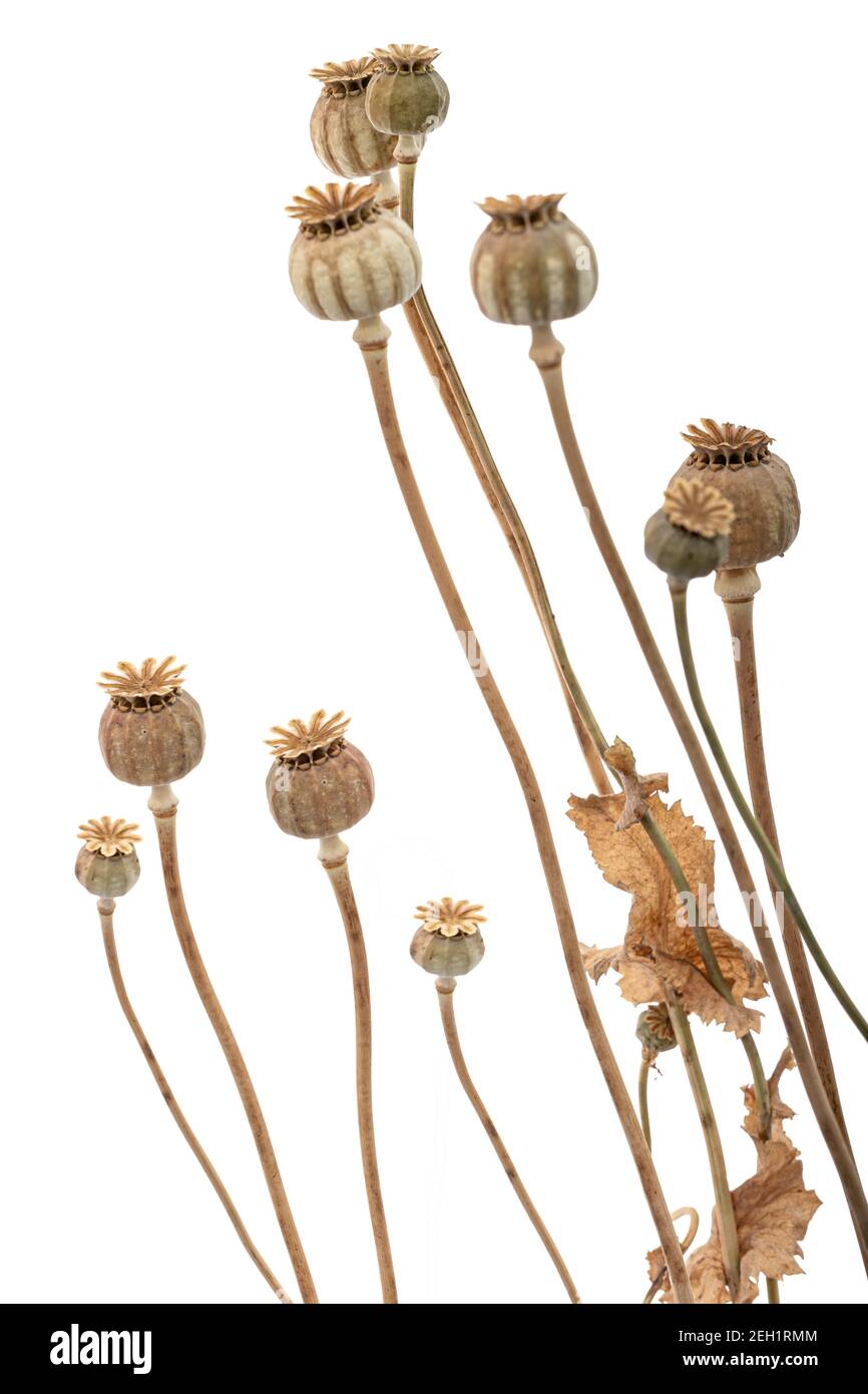 Dried poppy boxes and stems, isolated on white background Stock Photo ...