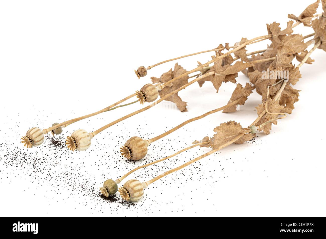 Dried poppy boxes and stems, isolated on white background Stock Photo ...