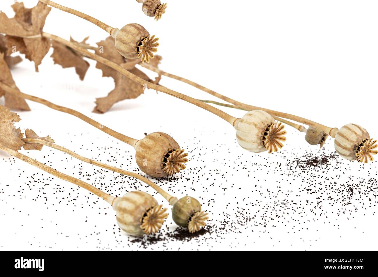 Dried poppy boxes and spilled seeds, isolated on white background Stock ...