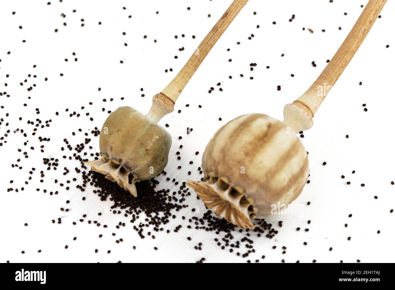 Dried poppy boxes and spilled seeds, isolated on white background Stock ...