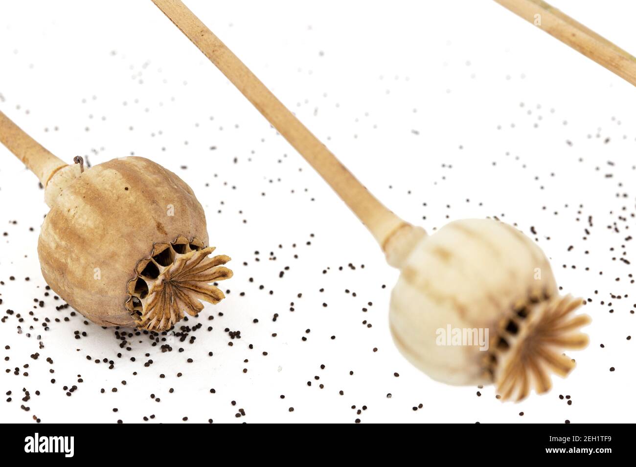Dried poppy boxes and spilled seeds, isolated on white background Stock ...