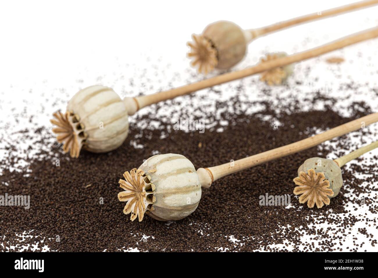 Dried poppy boxes and spilled seeds, isolated on white background Stock ...