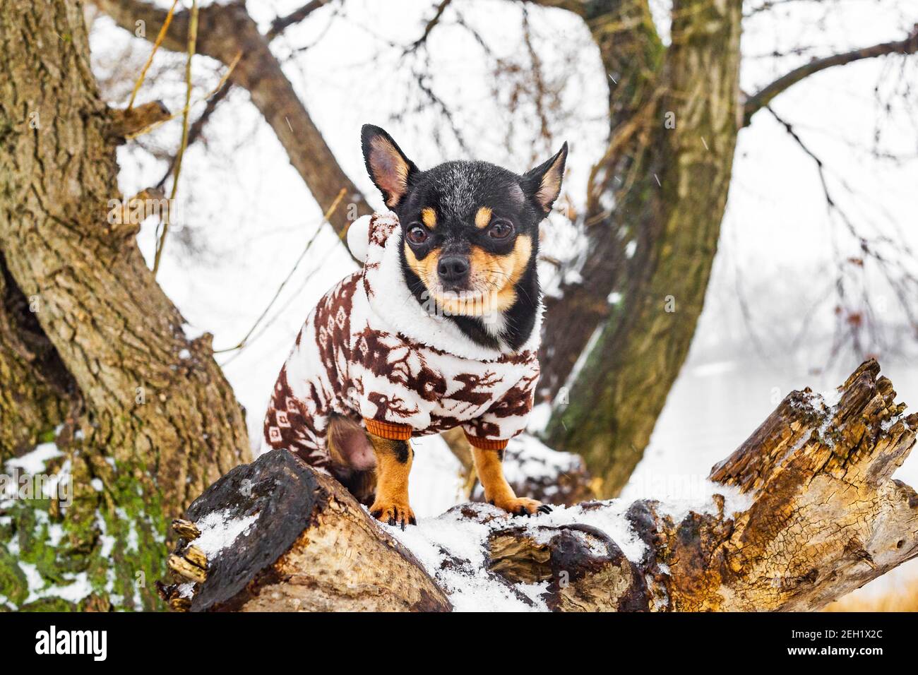 Chihuahua dog in winter clothes. Chihuahua dog in winter overalls for ...