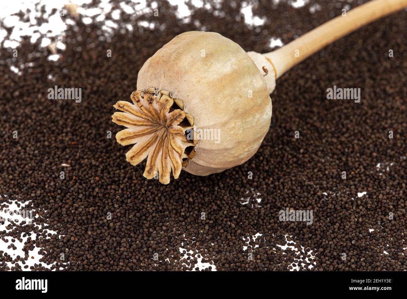 Dried poppy box and spilled seeds, isolated on white background Stock ...