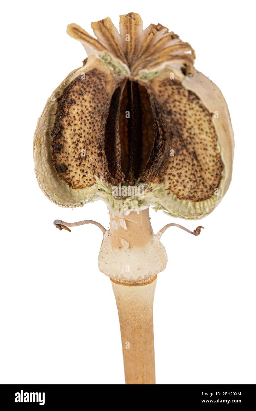 A cut poppy box, isolated on white background Stock Photo - Alamy