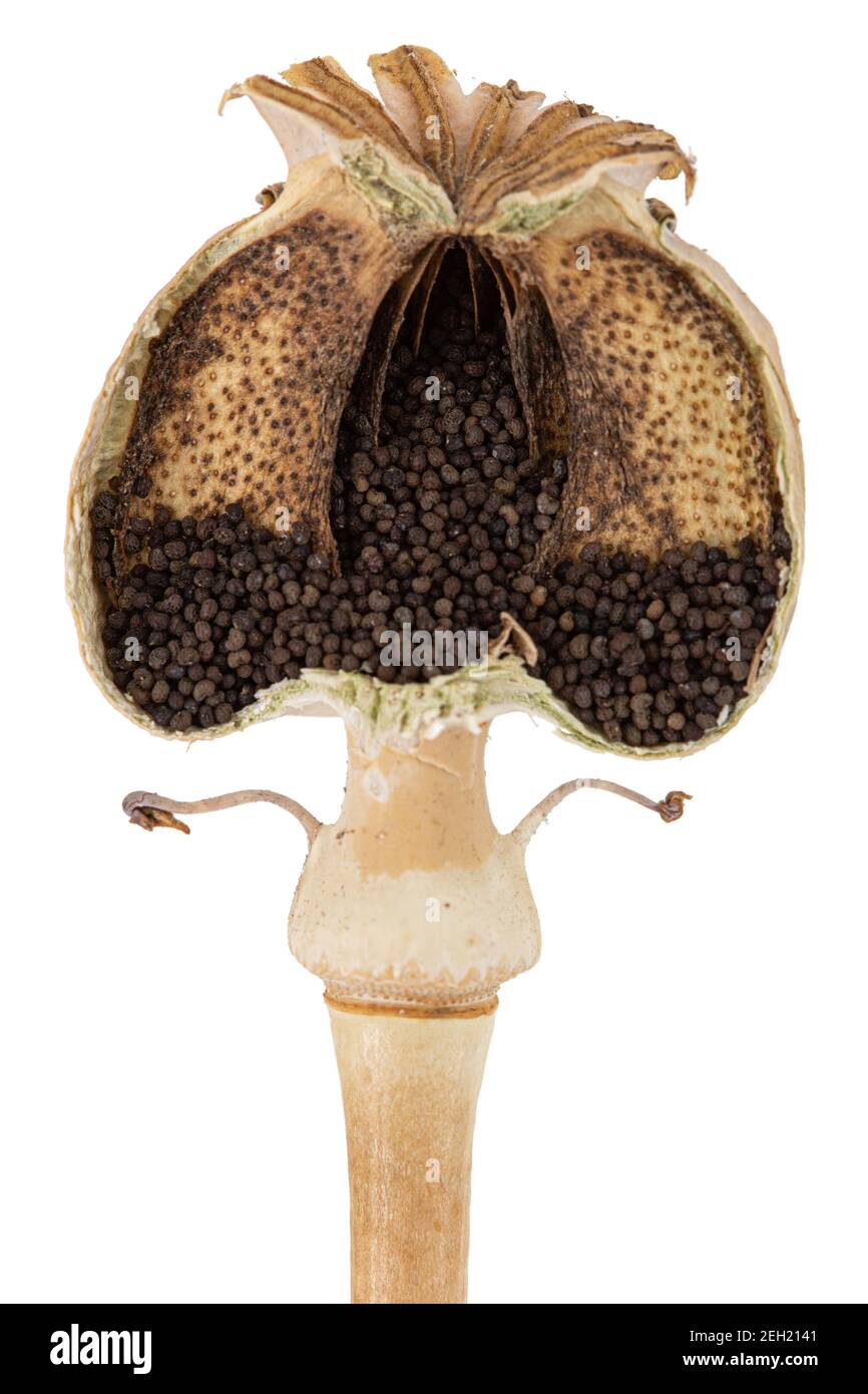 Poppy seeds inside flower hi-res stock photography and images - Alamy