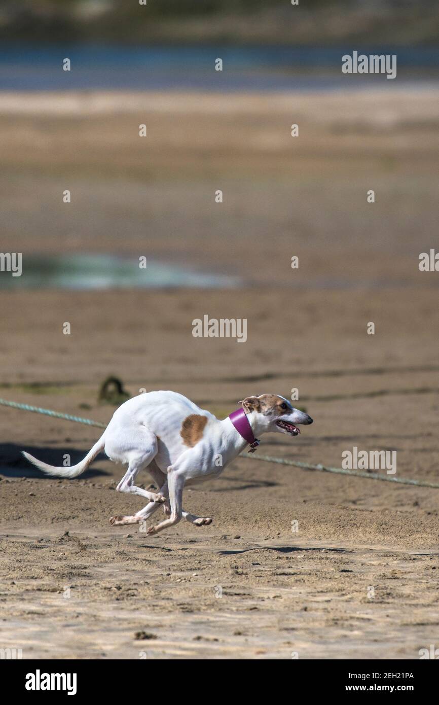 A Whippet dog running at speed Stock Photo - Alamy