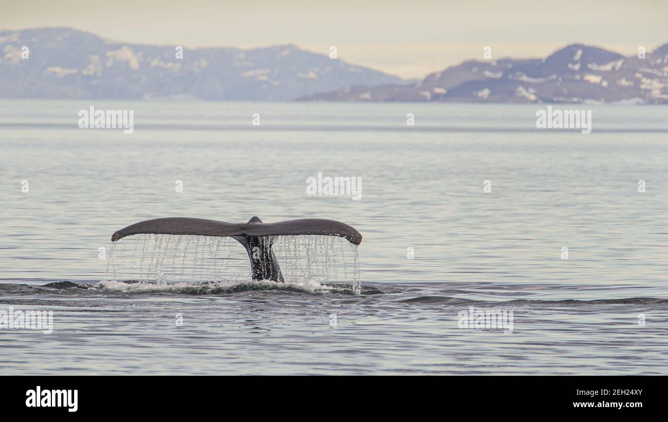 Closeup shot of a humpback whale diving. The white marks on the tail ...