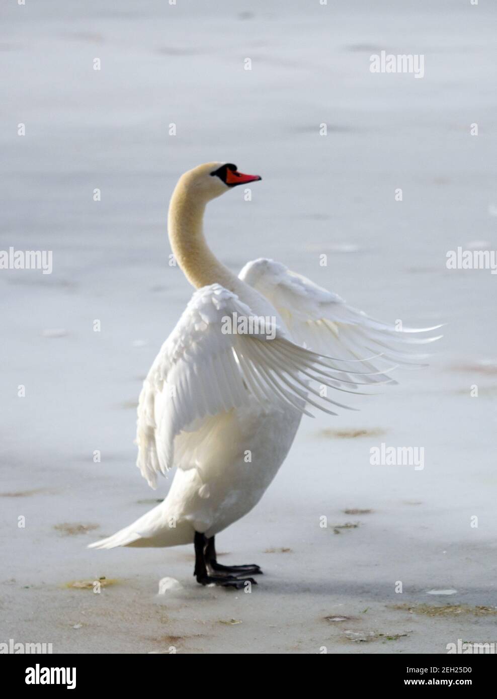 The threatened swan hi-res stock photography and images - Alamy