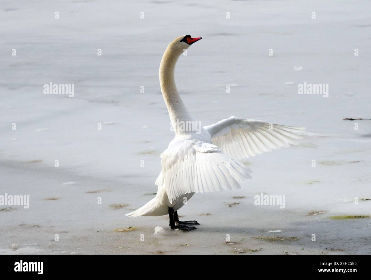 The threatened swan hi-res stock photography and images - Alamy