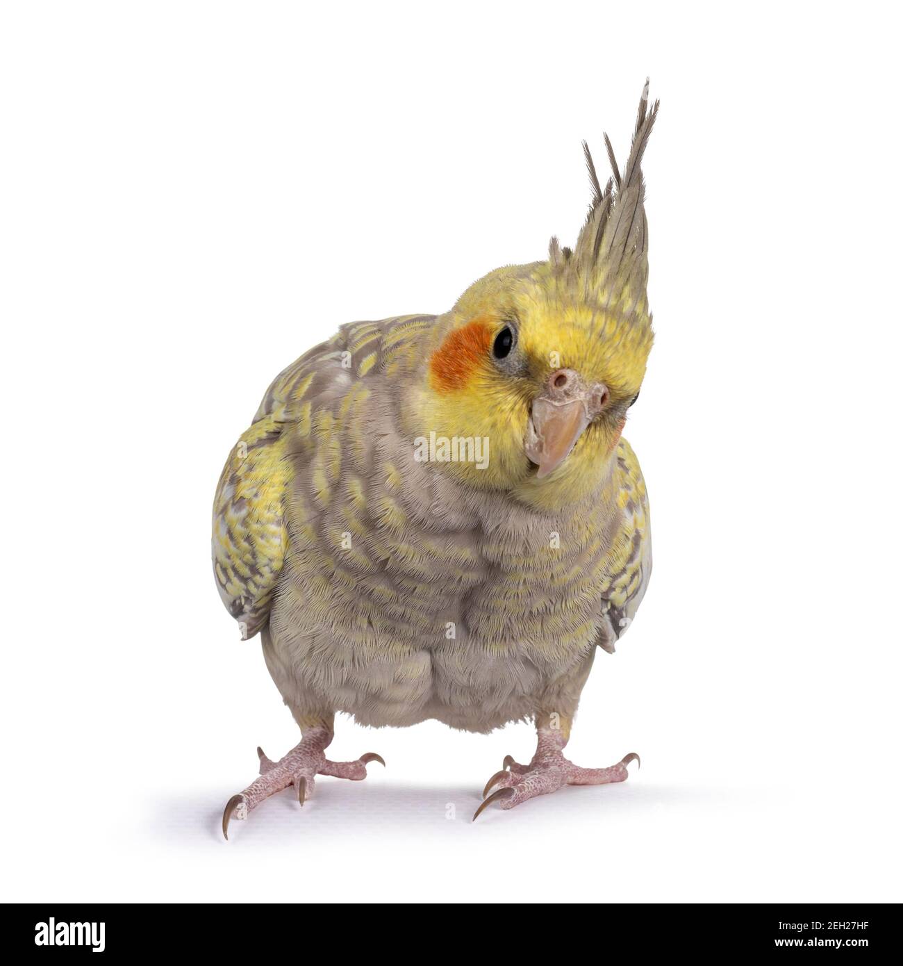 Female Cockatiel bird aka Nymphicus hollandicus, standing facing front ...