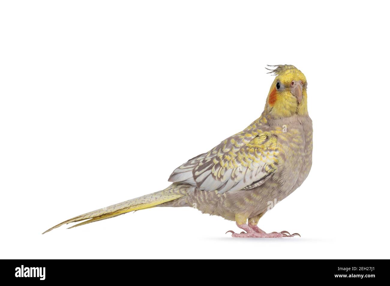 Female Cockatiel bird aka Nymphicus hollandicus, standing side ways ...